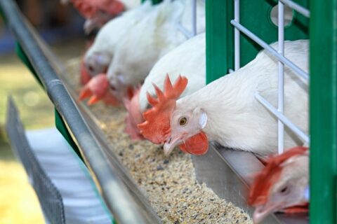 CP Vietnam Inaugurates South East Asia's Largest Poultry Complex ...